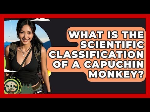 What Is The Scientific Classification Of A Capuchin Monkey? - The Wild Life Explorer