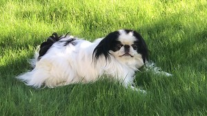 54K views · 1.5K reactions | What's this mop doing outside? | Imgur | Facebook