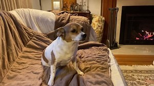 10K views · 2.4K reactions | Good Saturday Morning 2/20/2021!!! OMD!! MY Mom is making biscuits this morning.....treat time!!!! I know when the biscuit bowl makes it to the counter, it has MY name written all over it!! I can feel the drool welling up in MY jowls!! I think I might help MY Mom with the last three draperies for MY human sister today!! Everyone have a GREAT Saturday!! | Brewster | Facebook