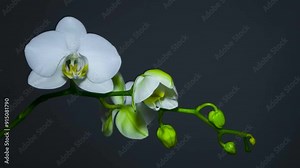 Time lapse footage of a white flower with yellow core opening that are on green branches. Video has a gray grey and dark background in 4K resolution