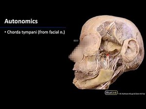 Infratemporal Fossa - Autonomics