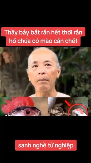 Bắt Rắn Chúa: Bí Quyết và Những Loài Rắn Khác