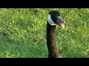 Geese hissing