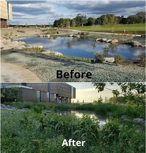 Native Prairie - Minnesota Sodding Company