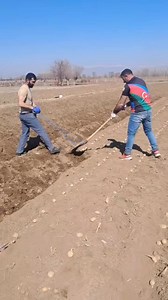 Plantare neobișnuită a cartofului😱 #cartof #plantare | Ferma Gugu