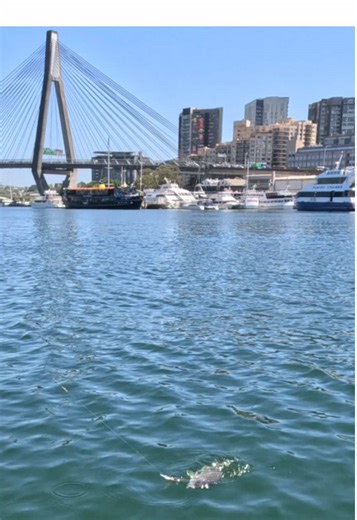 Kayak Fishing Adventures at Sydney Fish Markets