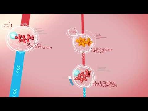 Acetaminophen Metabolism in the Liver