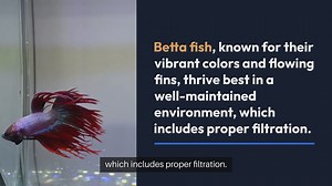 Betta Fish Tank Filtration