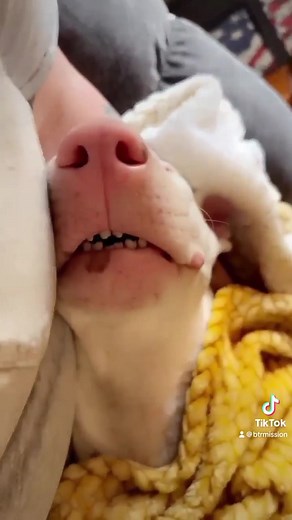 You ever wanted a cute clingy little nugget? Here is your chance! Stuart Little is still searching for his new people. With a medium energy level this 7 year old is the perfect match for everyone looking for a mix between couch potato and little bulky tornado. He can live with other confident dogs with slow introductions and will definitely be your lap dog/snuggle buddy/forever baby. He’s deaf but you would never know. No cats or small animals please but good with kids. Located in Kingston OH tr