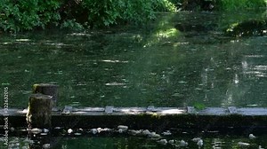 Bush dog (Speothos venaticus) walking over walkway over pond in forest, canid native to Central and South America