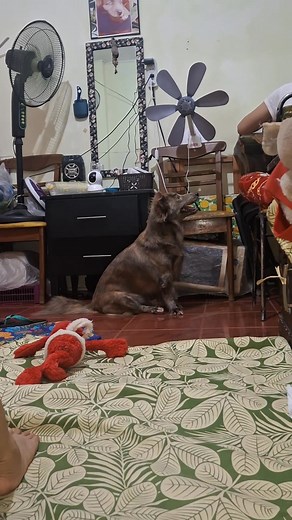 9.2K views · 76 reactions | Mag play na lang siya kasi di pwede manghingi.Pero pag si Mama ang kumakain t4tahulin niya at di siya matiis ni Mama | Team Mama & Maya | Facebook