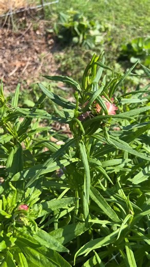 Still squishing bad bugs. Leaf-footed bugs still hanging around… unless I see em. #gardenersworkshopfarm | The Gardener's Workshop