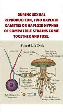 Reproduction in fungi: life’s cycles in the fungal world.🍄 #reproduction #fungi #life #biology