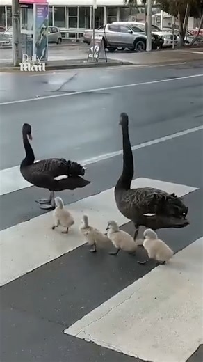 They knew where to cross 🥹 | Daily Mail Video