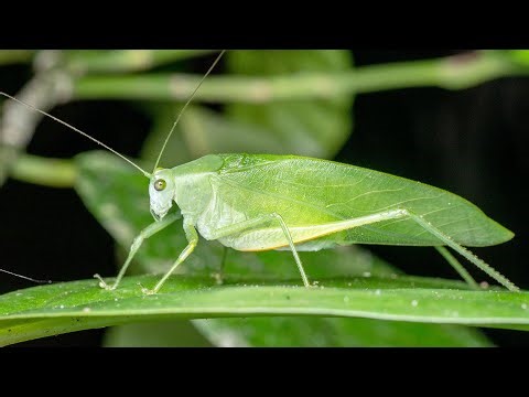 "Meet the Katydid – The Insect That Sings at Night!"#animallife#viral#wildlife#facts#katydid#insects