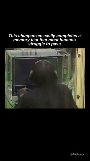 Memory Master: When a Chimp Outsmarts Humans