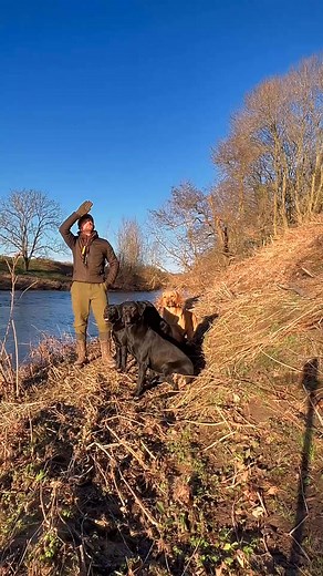 3.2K views | Just the boys 4 Labrador retrievers picking up #labradoretriever #dogs #gundog #cleverdog | Sherry Mimms | Facebook