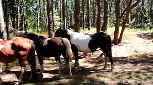 4K views · 211 reactions | Hoppy's Band | DSC Photography | Facebook