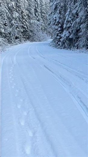 Lion track. Snowmobile in backcountry Northwest Montana #lion #snowmobile #winterwonderland