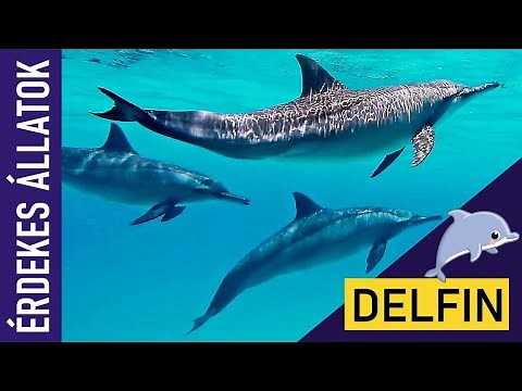 DELFIN | Állatok gyerekeknek | Ismeretterjesztő | Természetfilm | Magyar szókincs bővítése