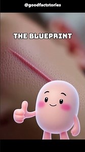 How Stitches Actually Work (The Animated Guide).. #didyouknow #biologyfacts