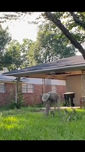 340K views · 9K reactions | #mowing #edging #cleanup #asmr #satisfying #cleaning #overgrownyard #fyp #fypシ #viral #viralvideo #transformation #overgrown | Lawn Care Reel | Facebook