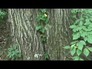 Northern Red Oak identification video (Quercus Rubra)