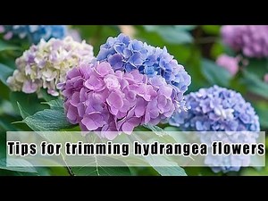 How to Prune and Care for Hydrangeas