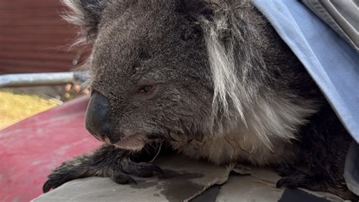 Cattle farmer rescues koala from bushfire