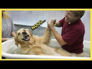 🐶 Big Dogs Who Totally Lose It at Bath Time 🛁🤣Funniest Dog Ever!