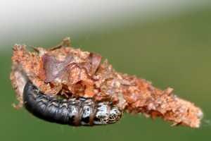 Bagworms: Don’t let them bag your nursery stock