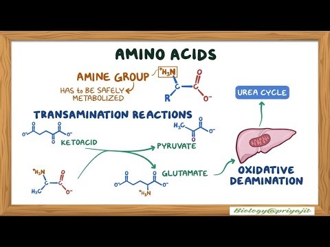 AMINO ACID MAGIC ? 3 Steps You MUST Know.