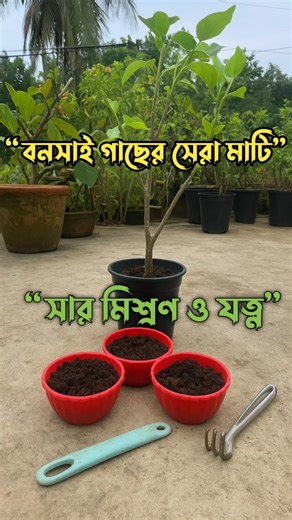 How to Bonsai Plant Soil Mix & Fertilizer Guide | Complete Care Tips #gachbagan #soillessgrowing
