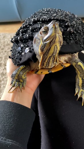 613K views · 4.8K reactions | I made a shell cover for my turtle 淋瑱 | Lessons Learned In Life | Facebook