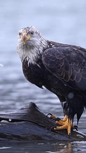 Talons up close 🦅 Can you guess how old is this eagle? | video ©: Marc Bouldoukian #birdsofprey #baldeagle #birds #EagleWatch #Eagles | Eaglewatch NL