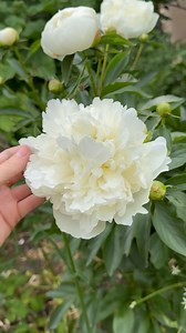 12K views · 1.2K reactions | We have a lovely range of peony...