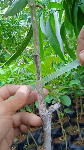 61K views · 682 reactions | Propagation mango tree by grafting & gardening tips #mangografting #plantation #innesto #fruitgarden #seedlings | GardeningFruit | Facebook