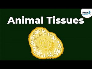 Epithelial | Types of Animal Tissues | Don't Memorise