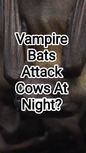 VAMPIRE Bats Attack Cows At Night?