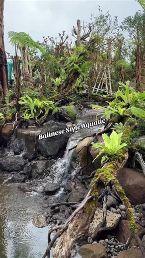 Balinese Style Aquatic Garden Progress Update