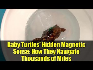 Baby Turtles' Hidden Magnetic Sense: How They Navigate Thousands of Miles
