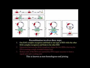 Immunology: BCR/ antibody genetic diversity mechanisms