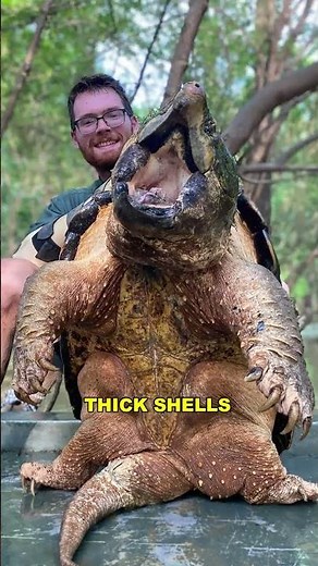 Alligator Snapping Turtle | The Prehistoric Turtle