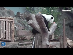 Giant panda Lin Hui's life at Thailand's Chiang Mai Zoo