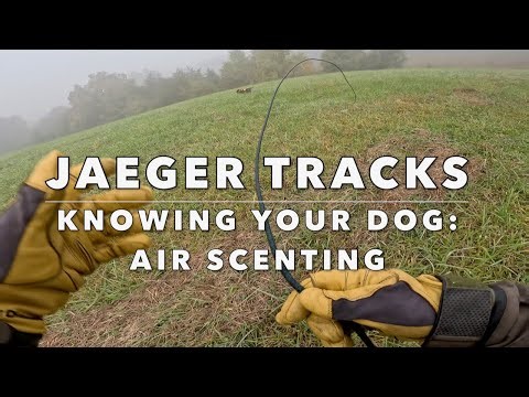 Why Tracking Dogs Air Scent Deer (And How to Read It in Real Time)