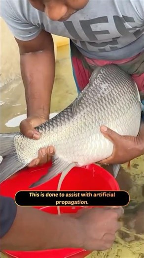 The Fish Milking Hack! #aquahunt #fishing #ytshorts