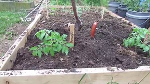 Join Me! Fertilizing a Tomato with a Whole Egg and Banana - A Fun Experiment
