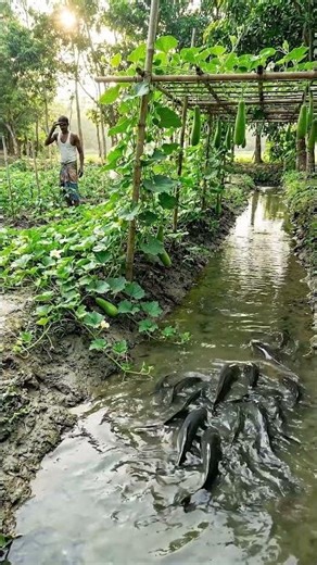 Wow! Amazing Polo Fishing Videos ! Best Big Fish Catching ! Primitive Technique fishing #fish #india