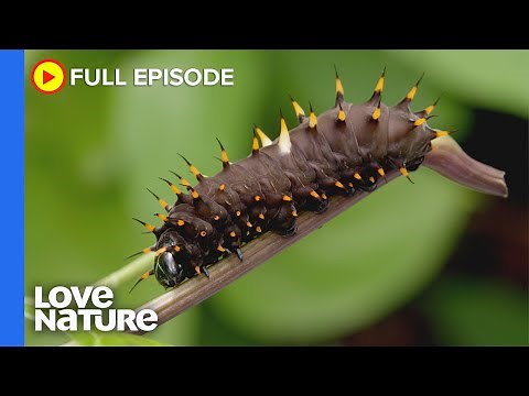 The Hidden World of Bugs | Secrets of Wild Australia Ep106