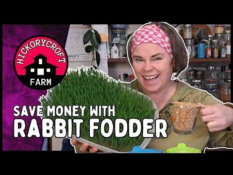 How To Grow WHEAT FODDER: Save Money Growing Your Own Rabbit Fodder (Step By Step DIY)